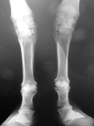 Veterinary Services in Summit, IL | Summit Animal Hospital